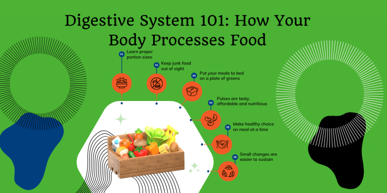 the Digestive System: How Your Body Processes Food