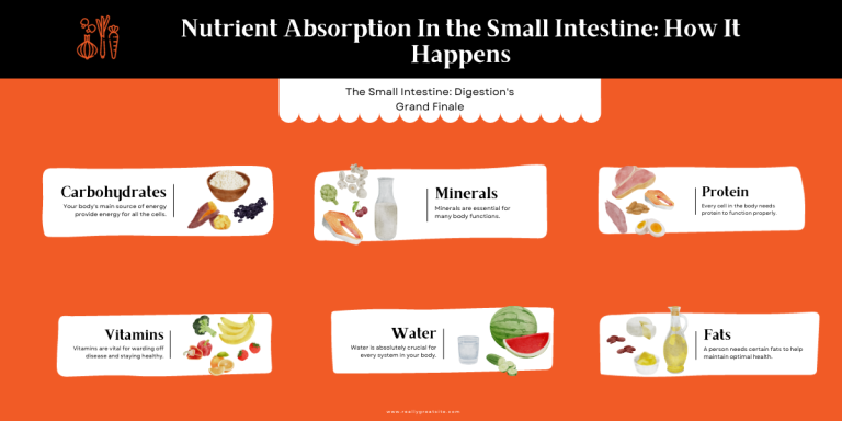 Nutrient Absorption in the Small Intestine: The Science Unveiled